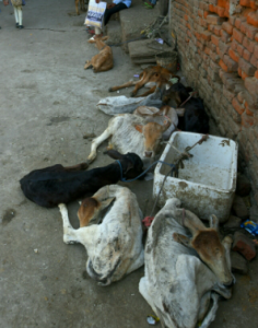 PHOTOS: While we shout for cow protection, here’s how protected they are