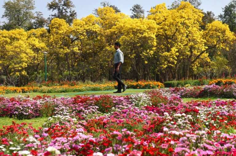 Spring colours in Delhi