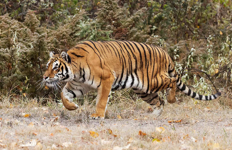 Saving the tiger: How India’s successes in tiger conservation have ...