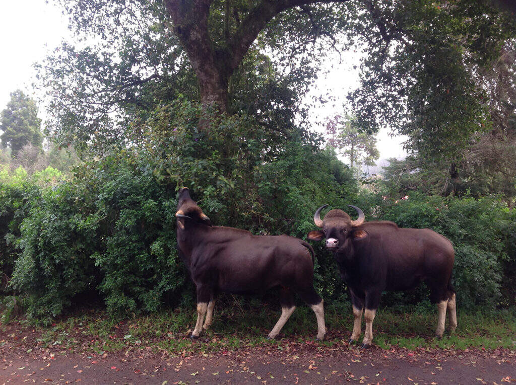Wild Bison And Biodiversity