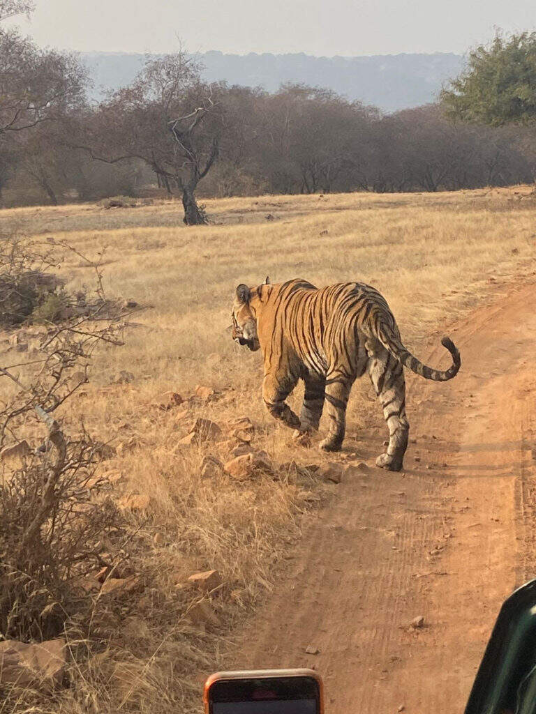 Tatkal safari to tigers of Ranthambore