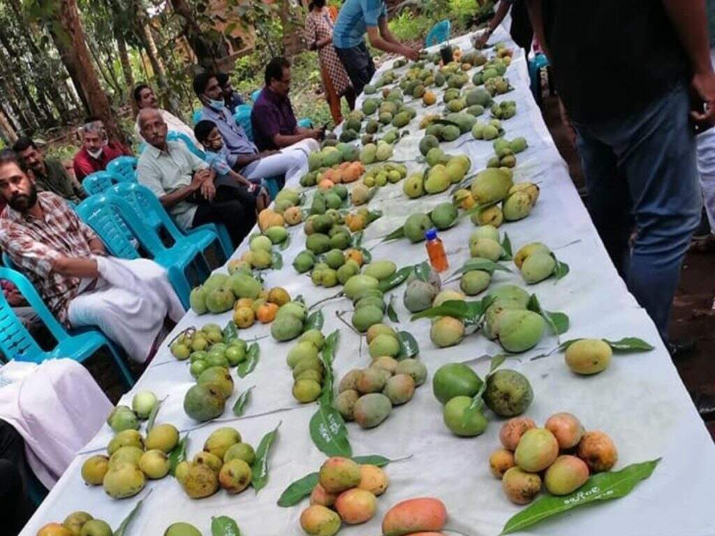 A mango for every season