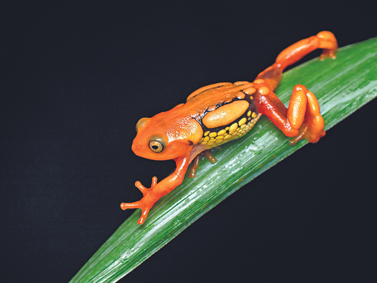 Purple Poison Dart Frog Infections 205 Are Poison Dart Frogs