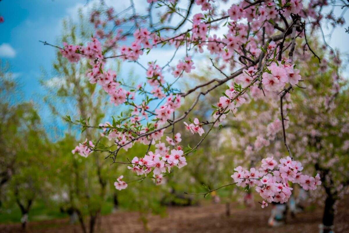Kounteya Sinha captures spring blossoms in Kashmir