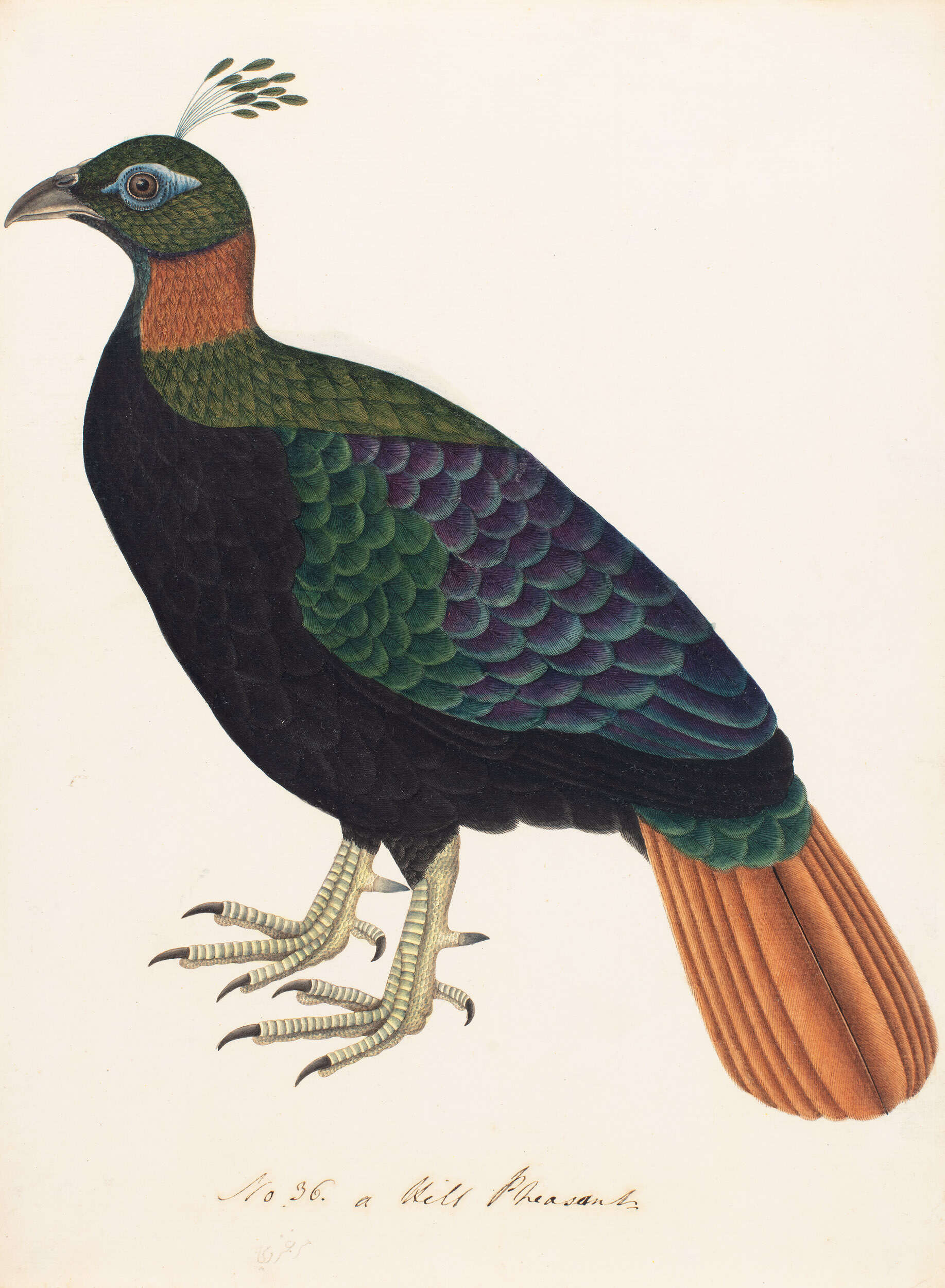 Art and the environment merge in birds