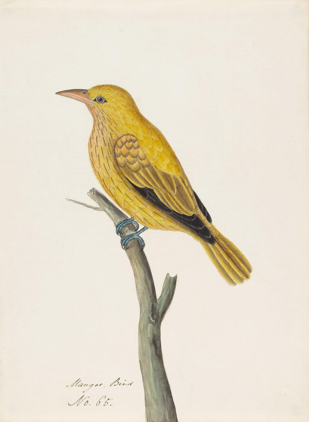 Art and the environment merge in birds