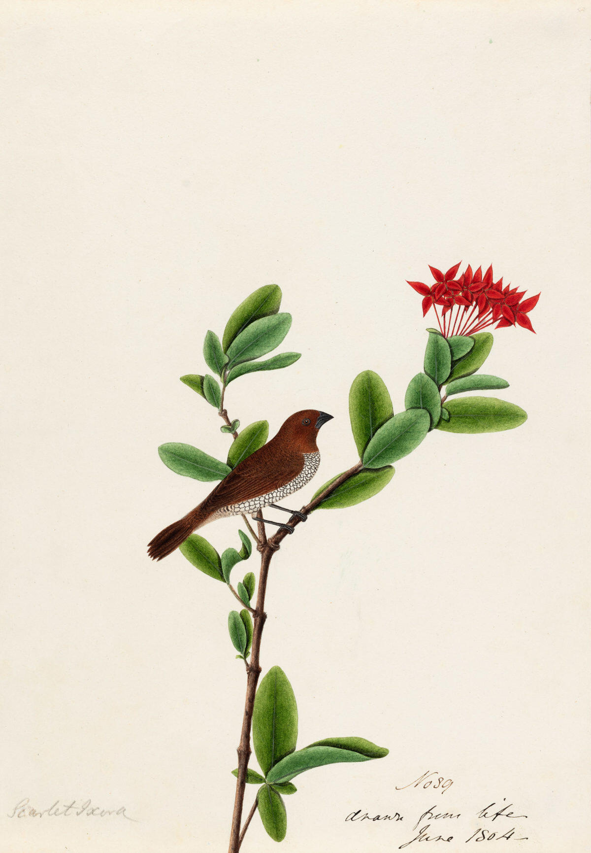 Art and the environment merge in birds