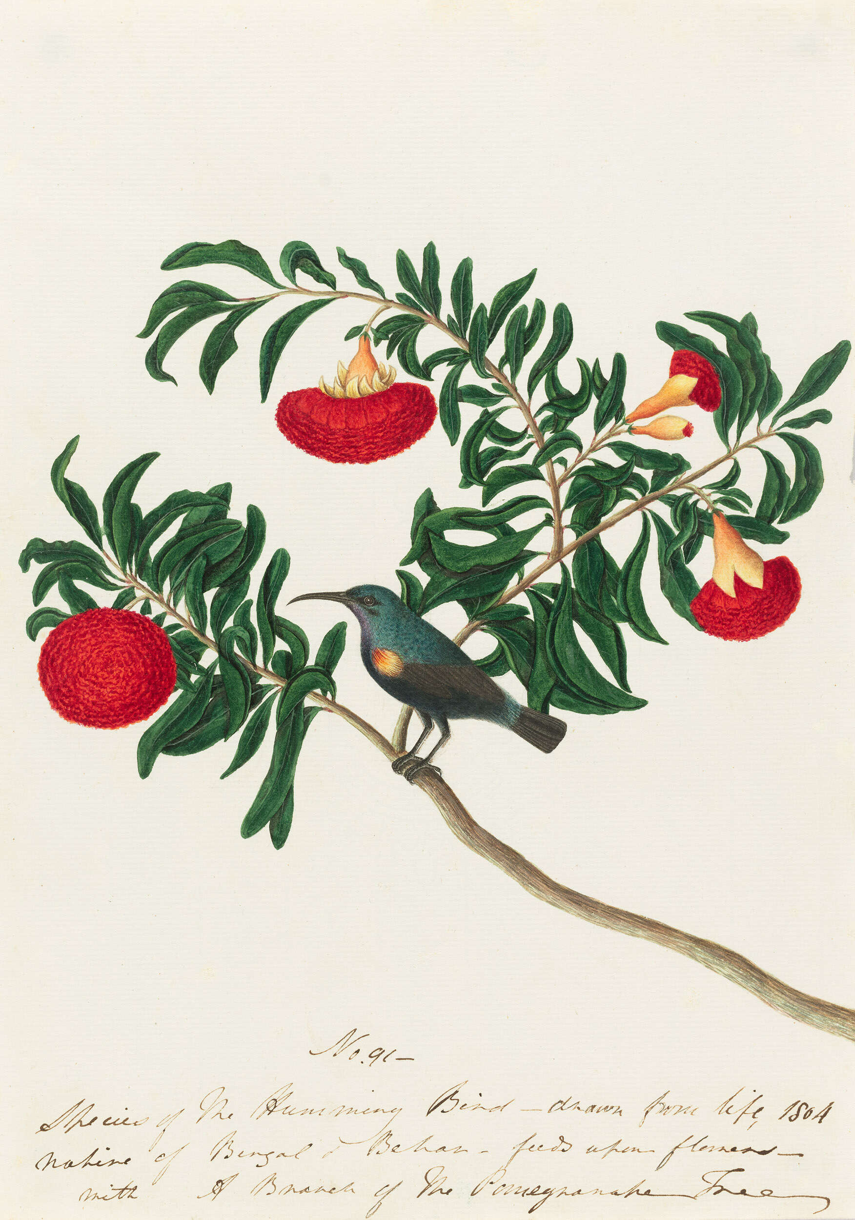 Art and the environment merge in birds