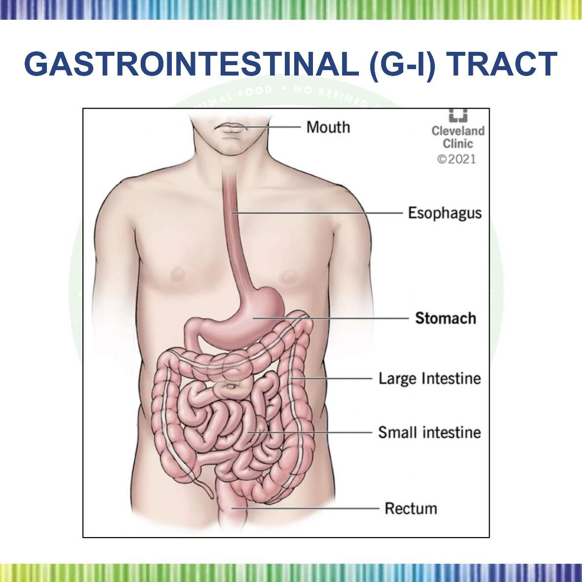 Basics of Physiology