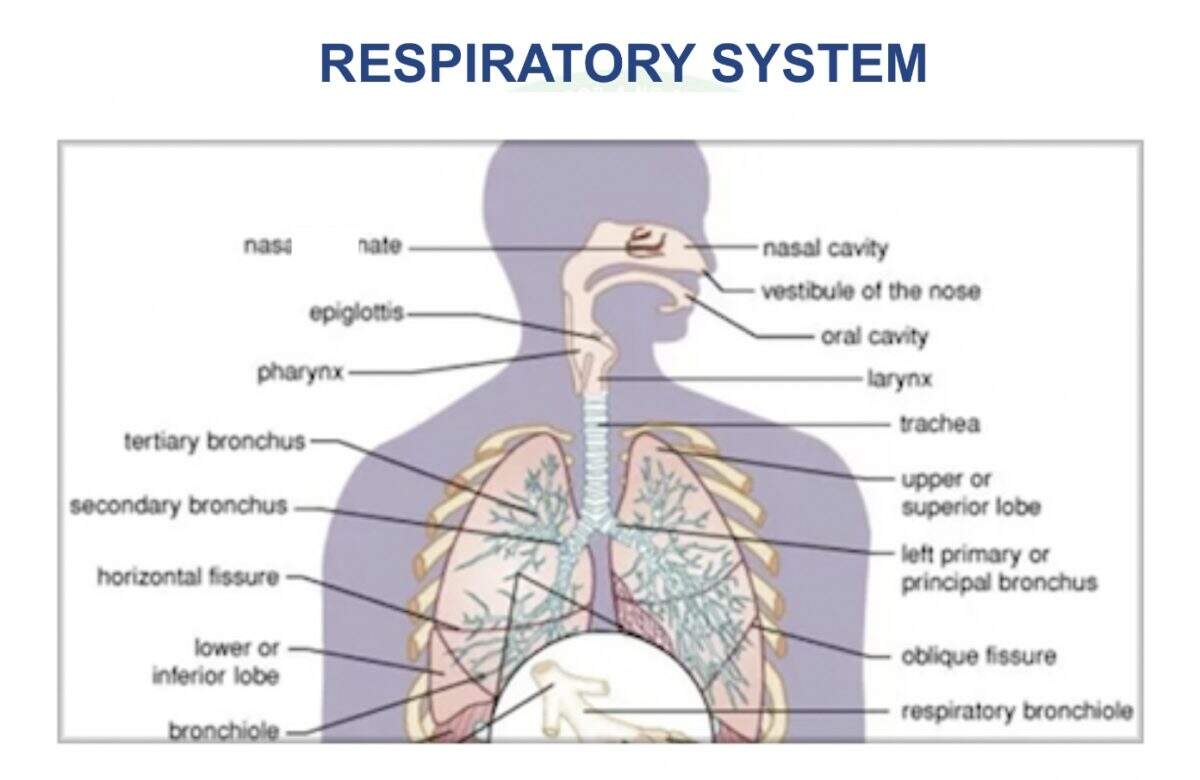 Basics of nutrition: Respiratory system – Plant Based Wellness Foundation