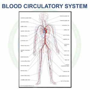 Basics of Physiology: Blood circulatory system