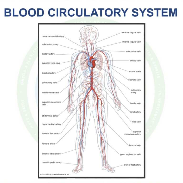 Basics of Physiology: Blood circulatory system