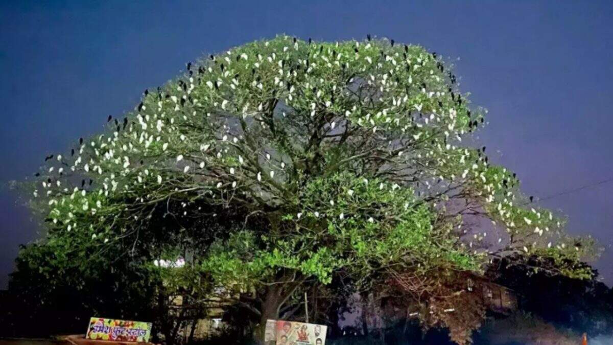 Hyderabad man on a mission to see India in tree dimensions