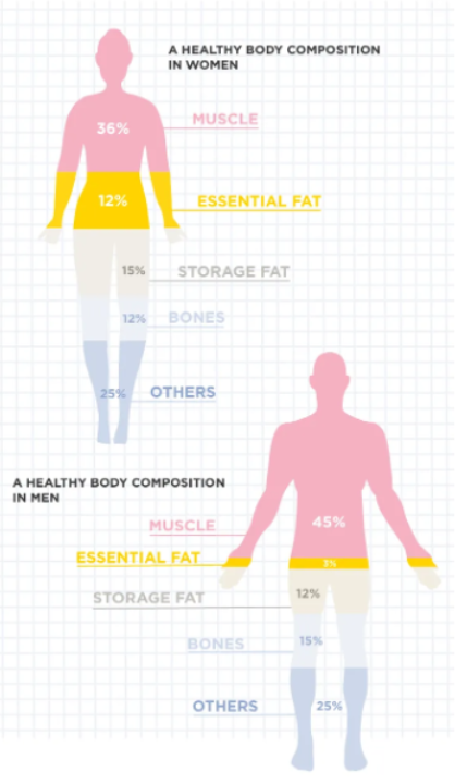 #3: What insights do our body measurements provide?