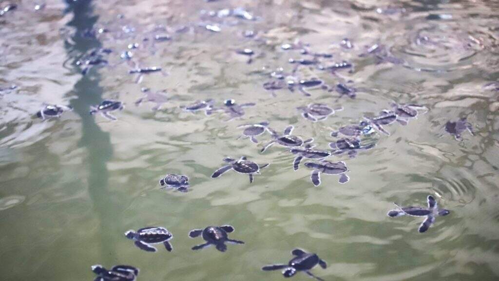 Help turtles win the race for survival!