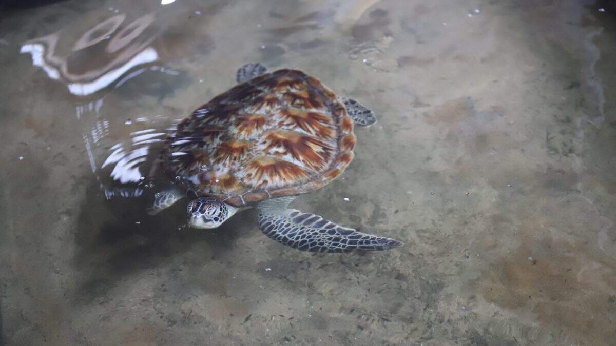 Help turtles win the race for survival!