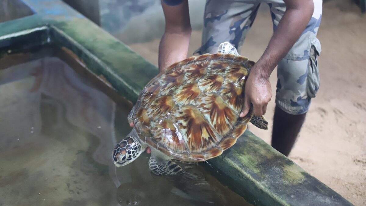 Help turtles win the race for survival!