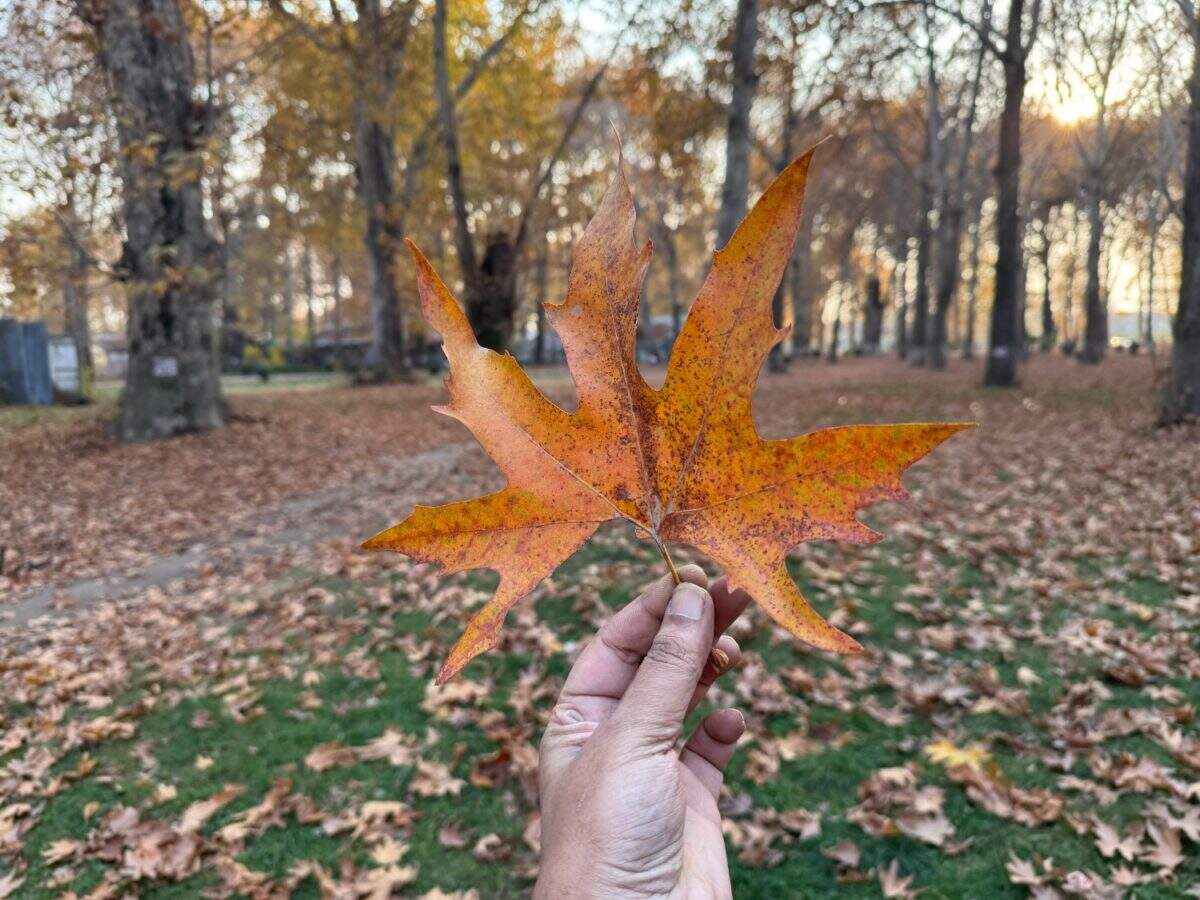 Through amber and flame: Autumn in Srinagar and Bijbehara