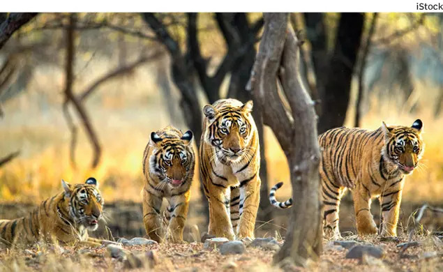 ‘Home to 70% of the world’s tigers, India has a huge part of the ...
