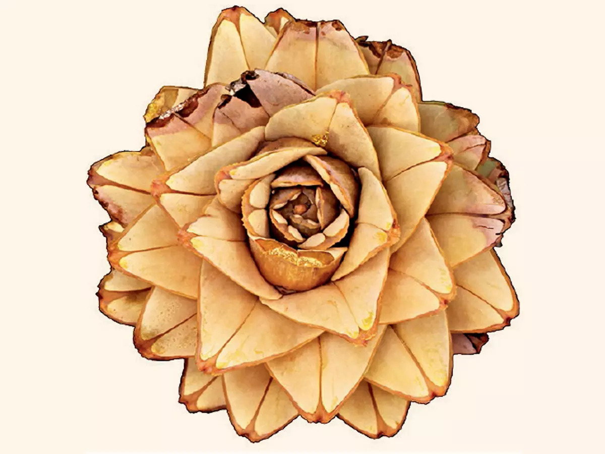 ‘Ancient flower fossils can have beautifully intact petals’ | India ...