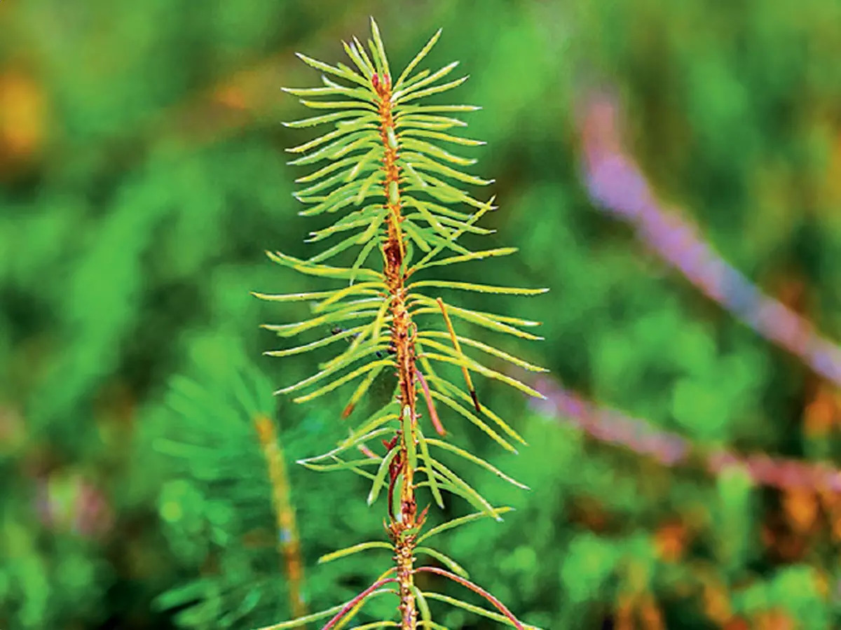 ‘Ancient flower fossils can have beautifully intact petals’ | India ...