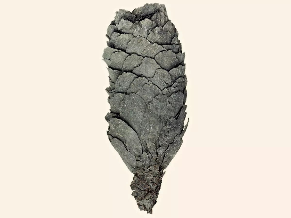 ‘Ancient flower fossils can have beautifully intact petals’ | India ...