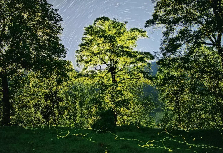 fireflies: ‘Small fireflies light up entire forests with their glow ...