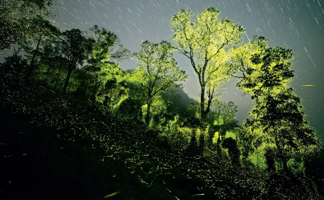 fireflies: ‘Small fireflies light up entire forests with their glow ...