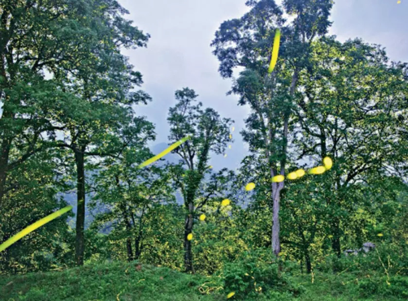 fireflies: ‘Small fireflies light up entire forests with their glow ...