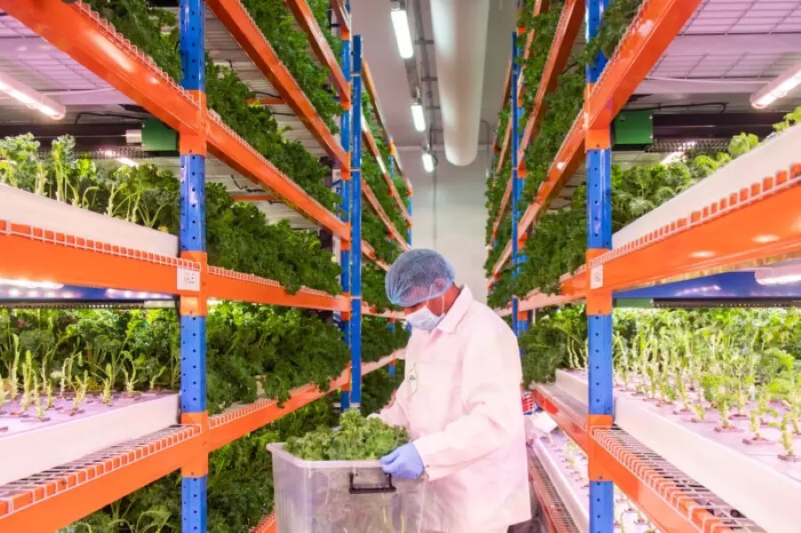 From Sand to Supper: A look at Dubai’s agri-tech opportunities through ...
