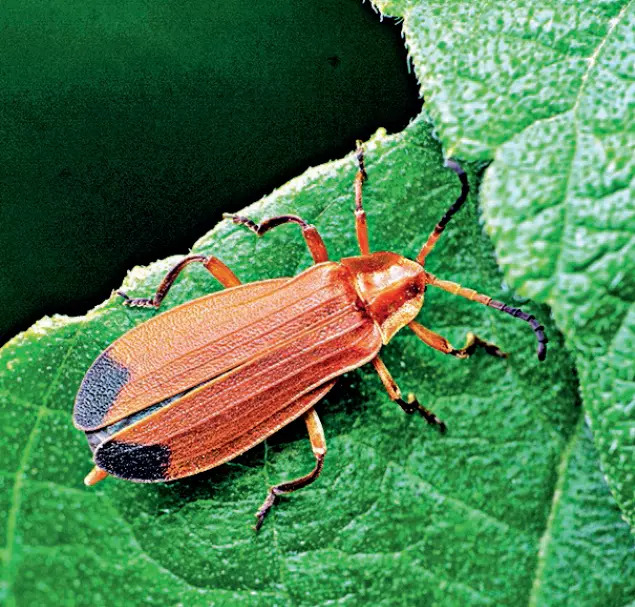 ‘From its enzymes to its role in the food chain, the little firefly is ...