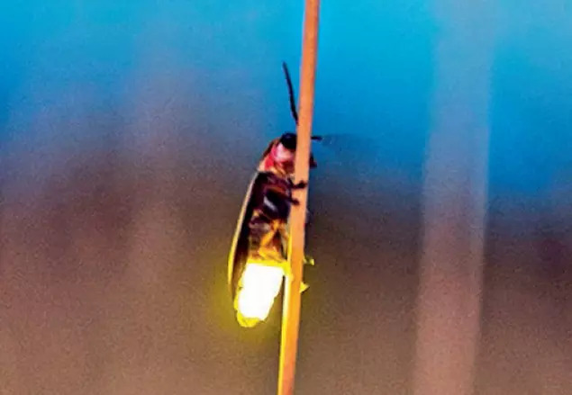 ‘From its enzymes to its role in the food chain, the little firefly is ...