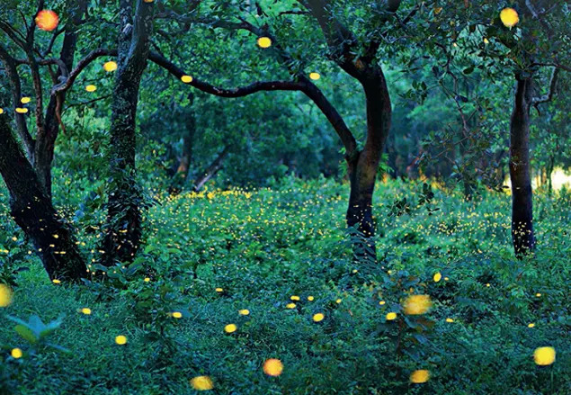 ‘From its enzymes to its role in the food chain, the little firefly is ...