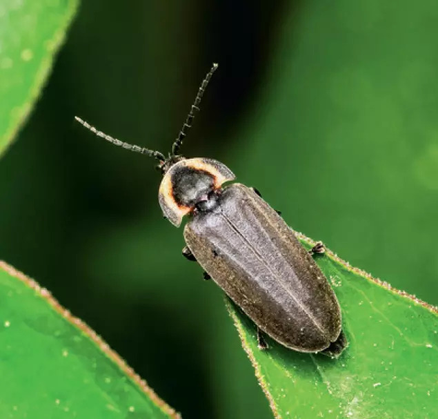 ‘From its enzymes to its role in the food chain, the little firefly is ...