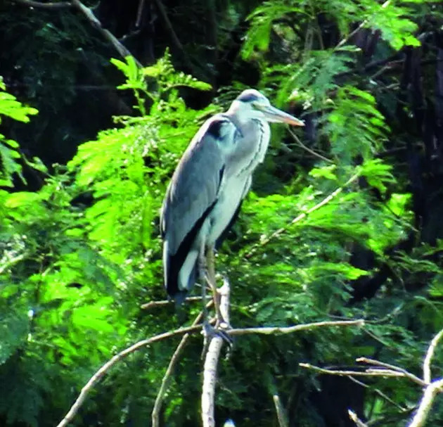 dorekere lake: Survey at Dorekere Lake reveals 48 distinct birds