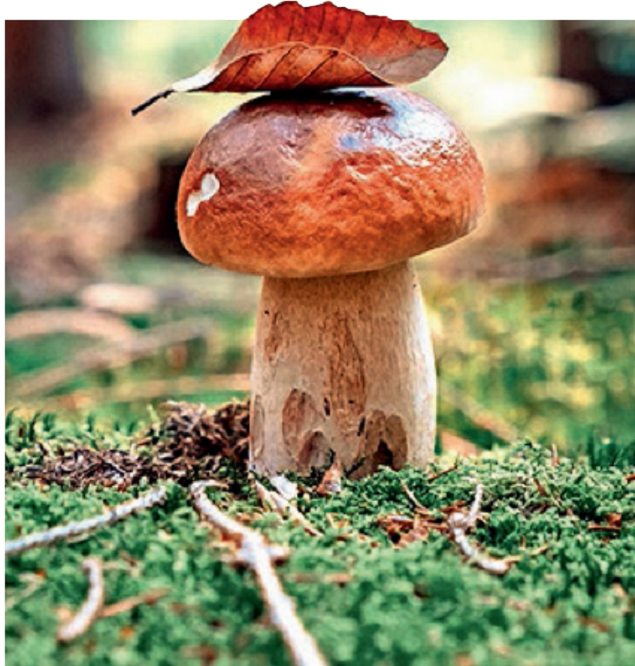 climate change, biodiversity, research: 'Nature’s mechanisms ensure ...