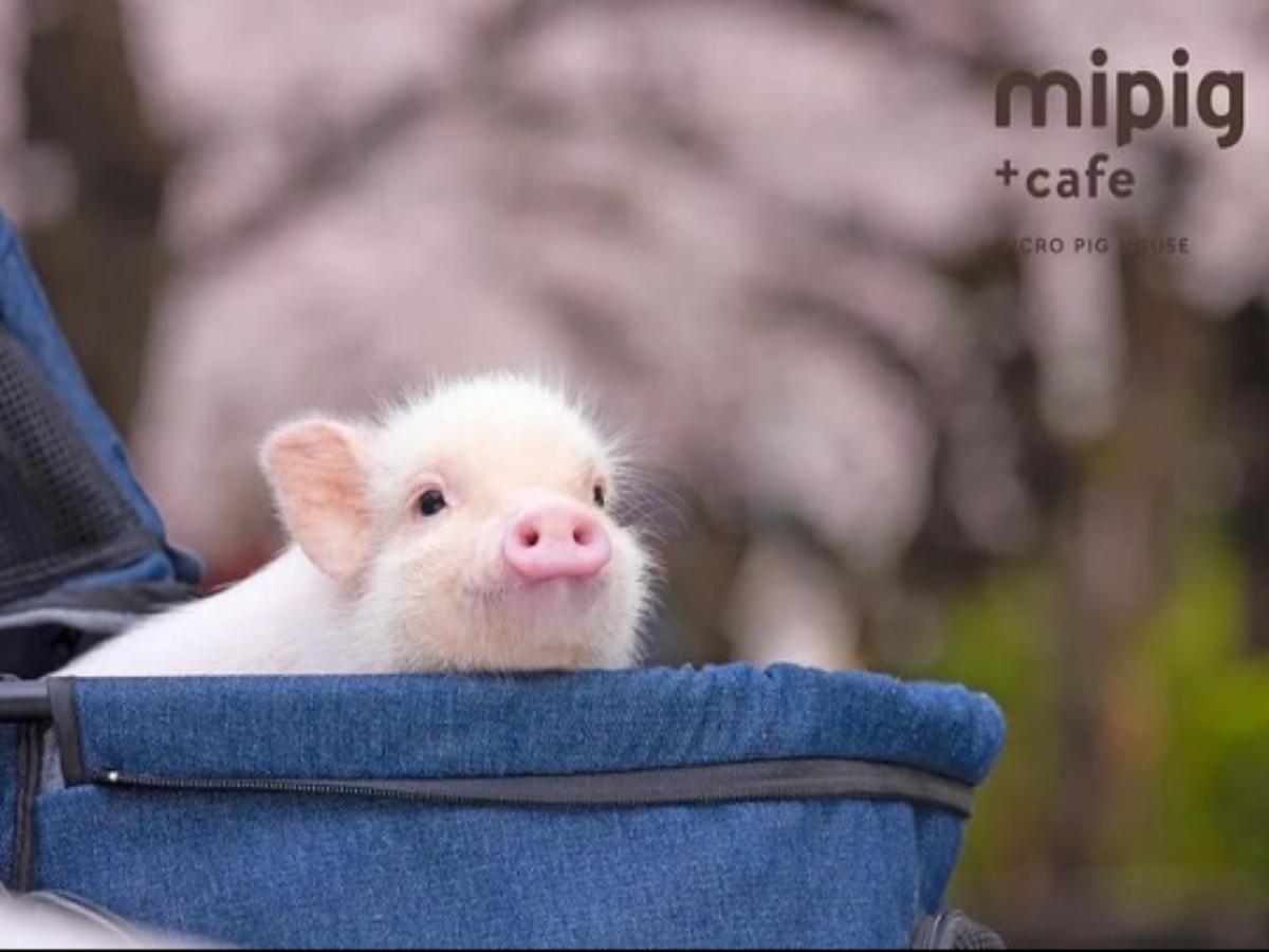 Micro Pig Pet