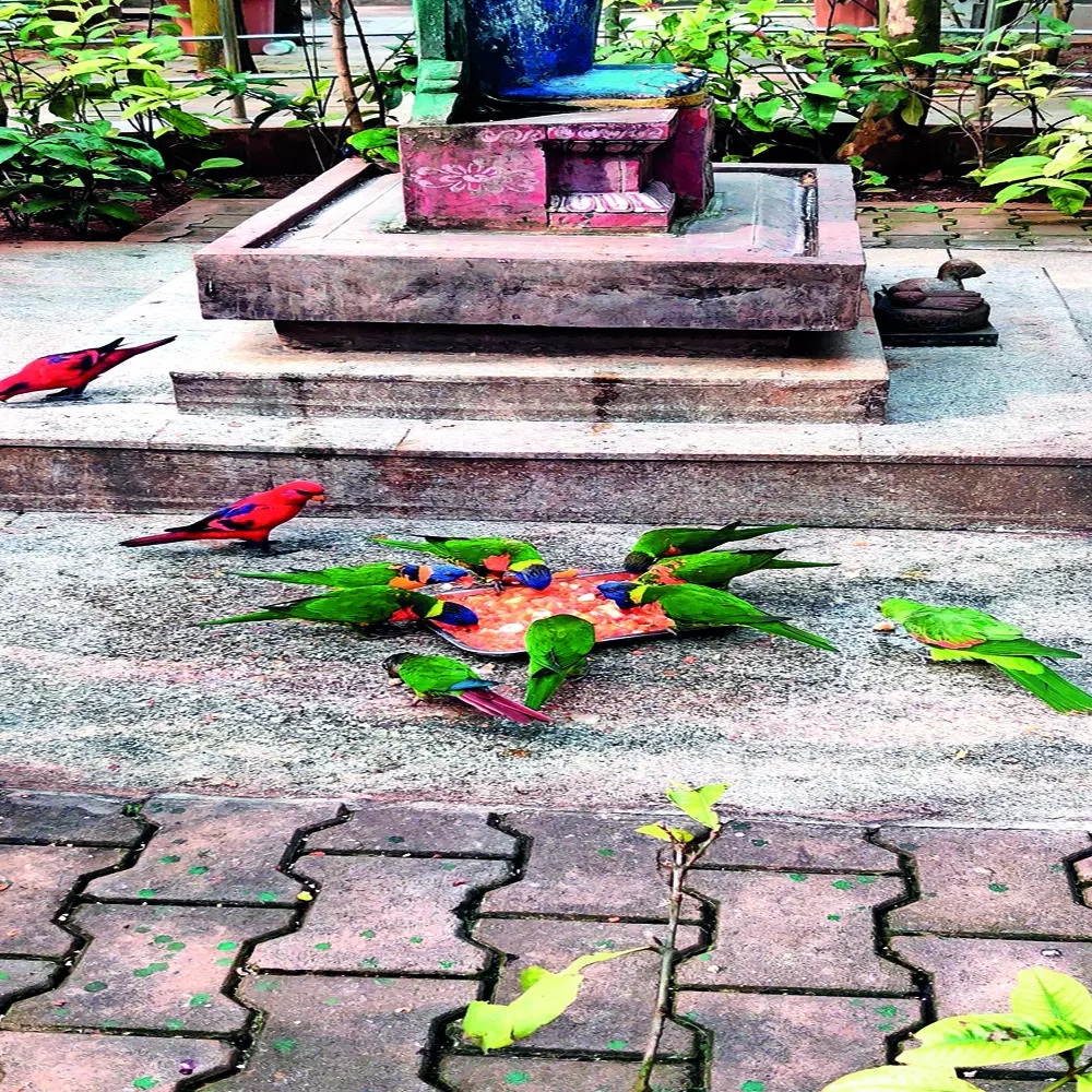 Shuka Vana Mysuru emerges as Asia’s premier parrot sanctuary