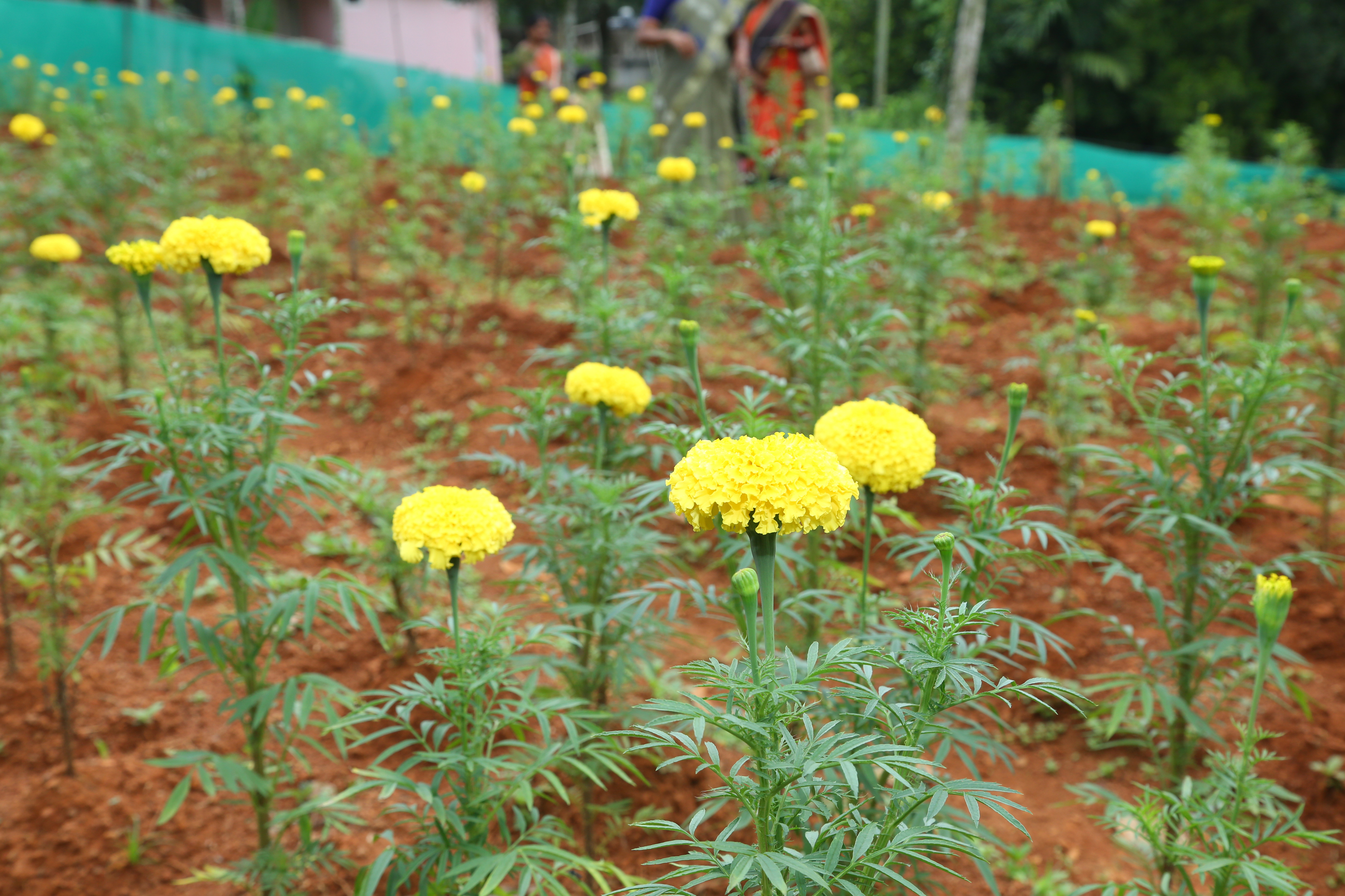 Onam: Organic flowers add colour to this year’s pookkalams | Kochi News ...