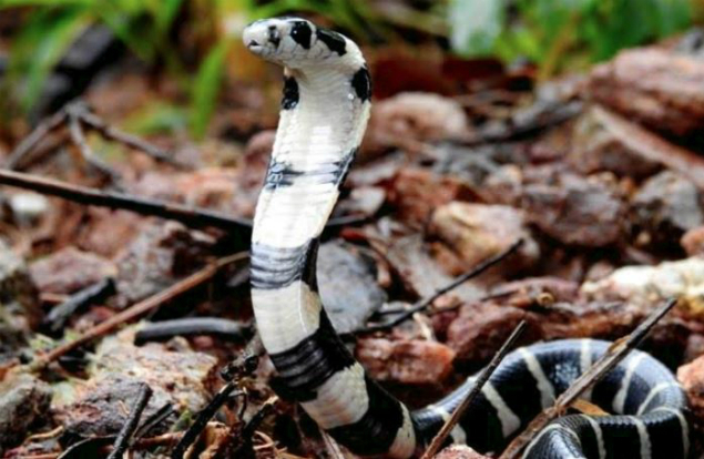 cobra hatching time: Kerala: It’s king cobra hatching time in Kannur ...