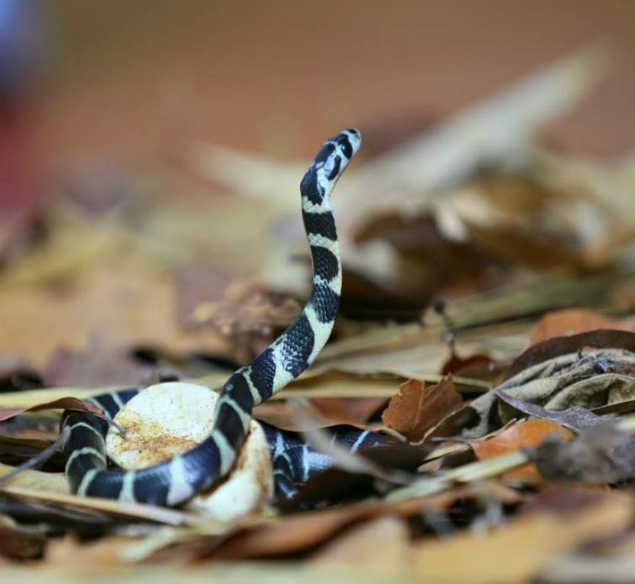 cobra hatching time: Kerala: It’s king cobra hatching time in Kannur ...
