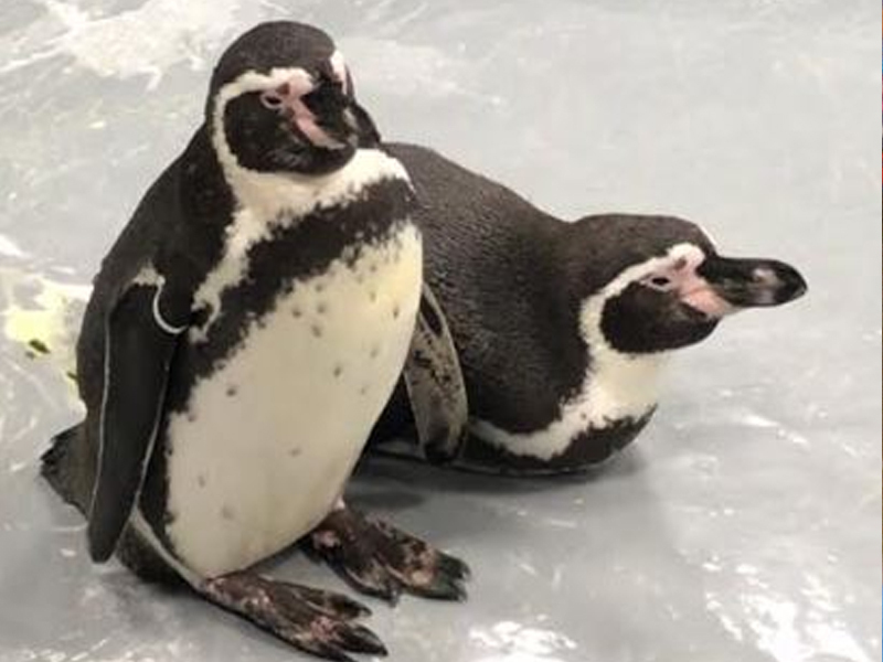 Pictures: Mumbai's Byculla zoo welcomes baby penguin | Mumbai News ...