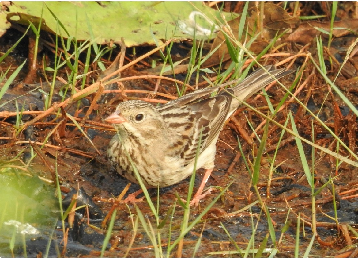 ortolan bunting: First photograph from Indian region of elusive Ortolan ...
