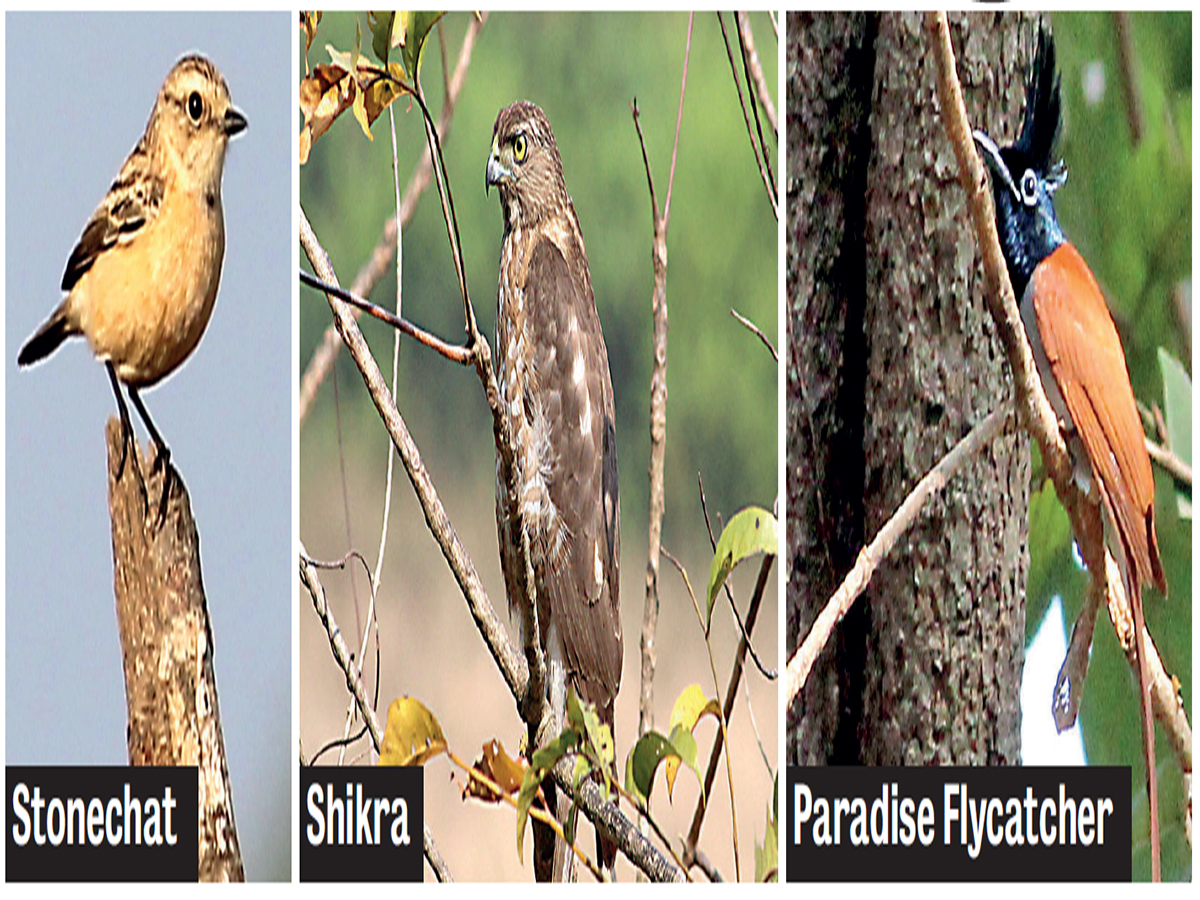 Karnataka: Six new birds spotted in Kaiga
