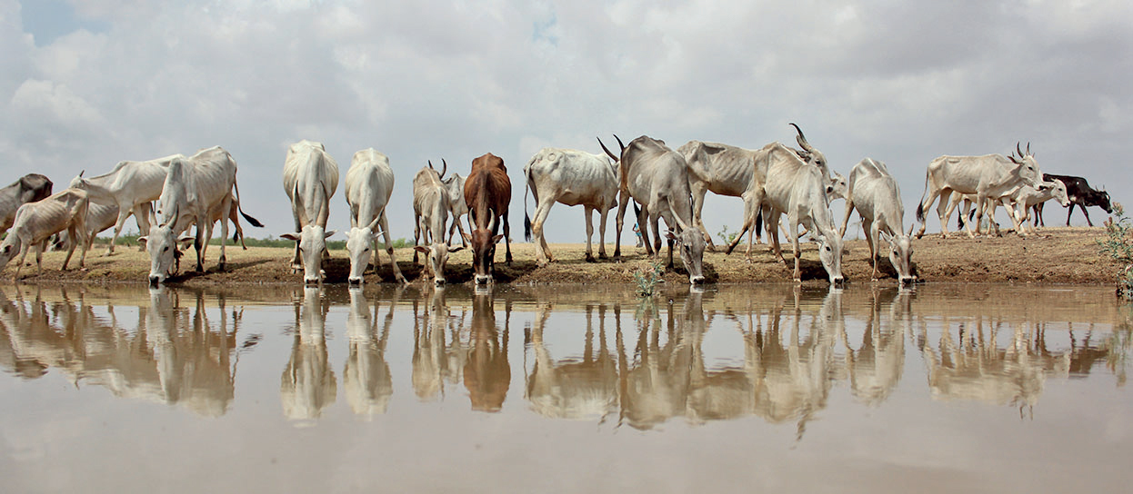 Soon, Bengalureans will get a supply of desi cow milk at their doorstep