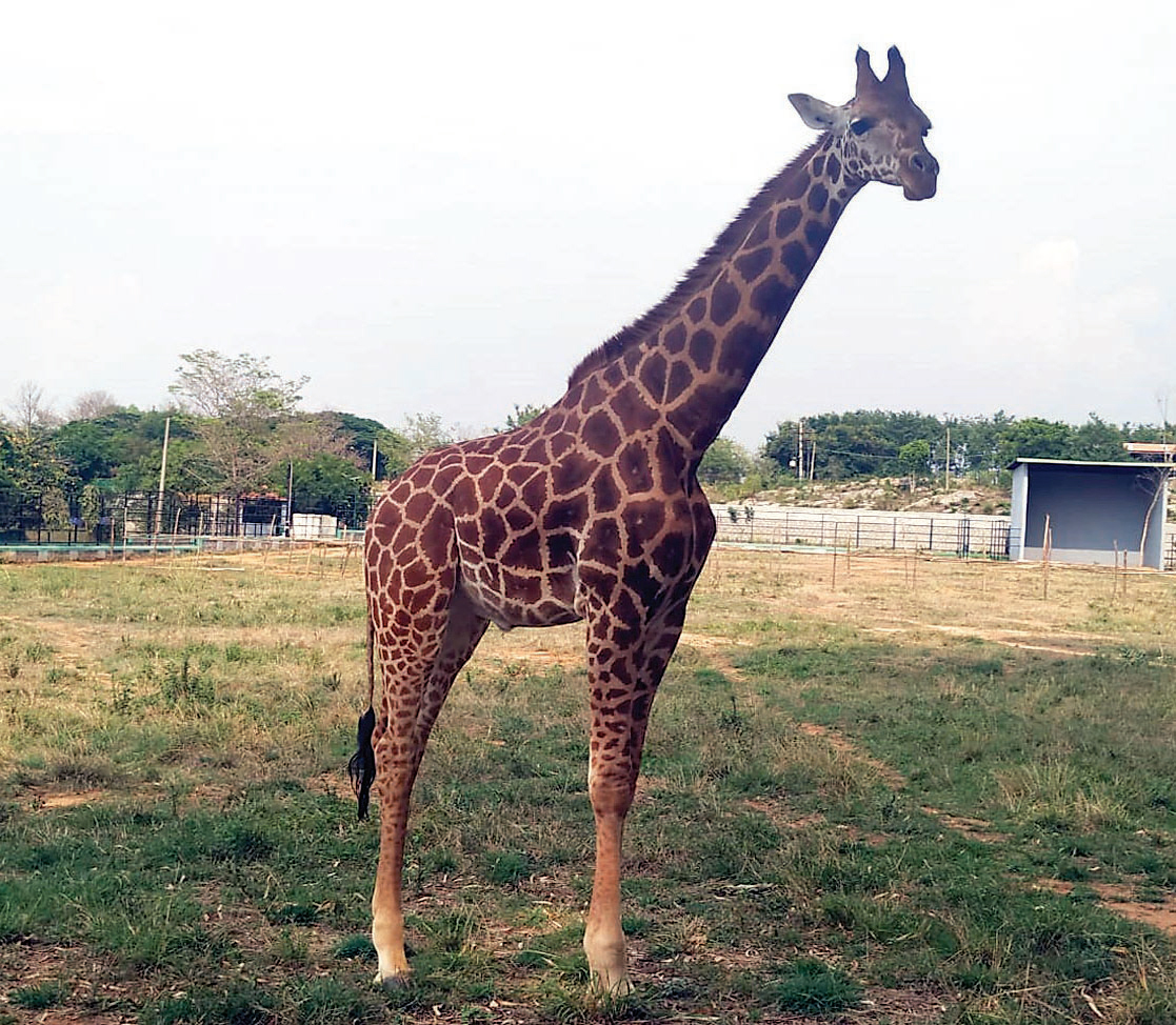 Cancer survivor donates Rs 1 lakh, adopts a giraffe