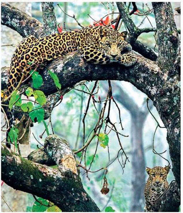 'Lessons I learned from my friend, the leopard' | India News - Times of ...