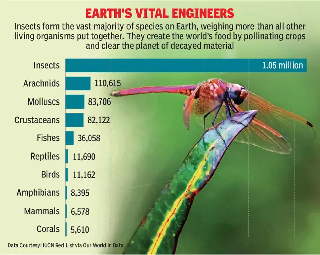 earth: ‘Insects outnumber all species on Earth — some beetle groups are ...