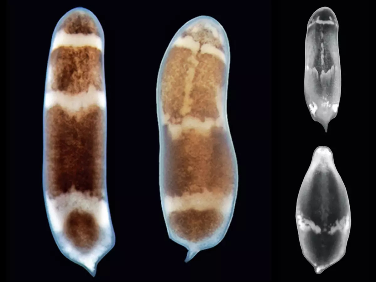‘Evolution gave some acoels the ability to fully regenerate’ | India ...