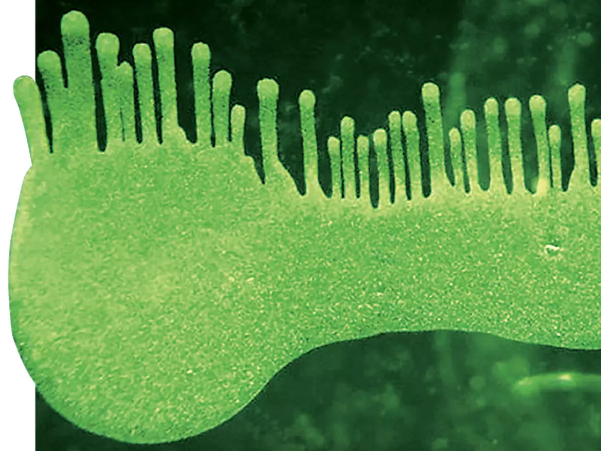 ‘Microbes enable all life — and they adapt constantly’ | India News ...